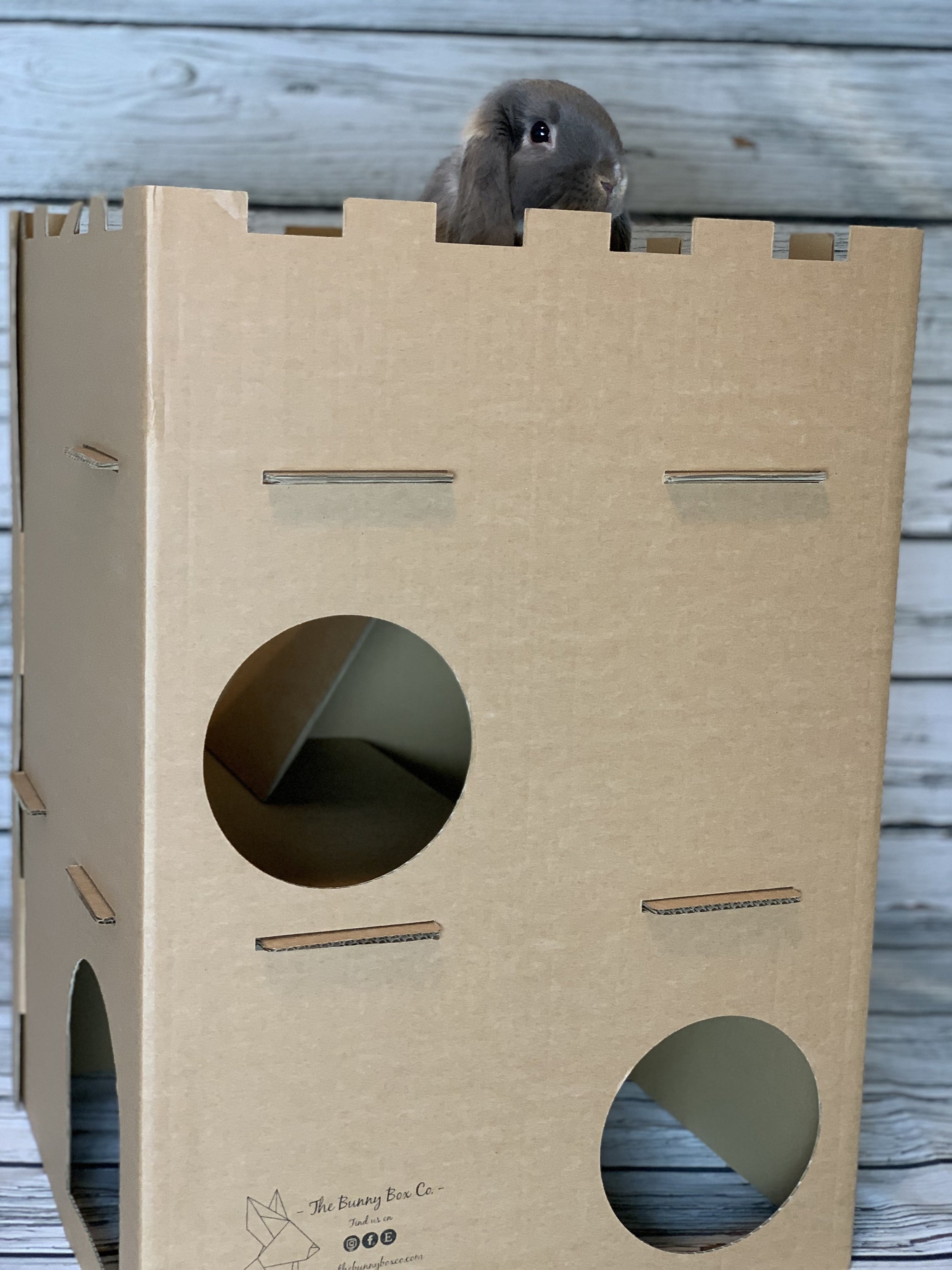 Building A Cardboard Castle For A Bunny The Bunny Box Co: Rabbit